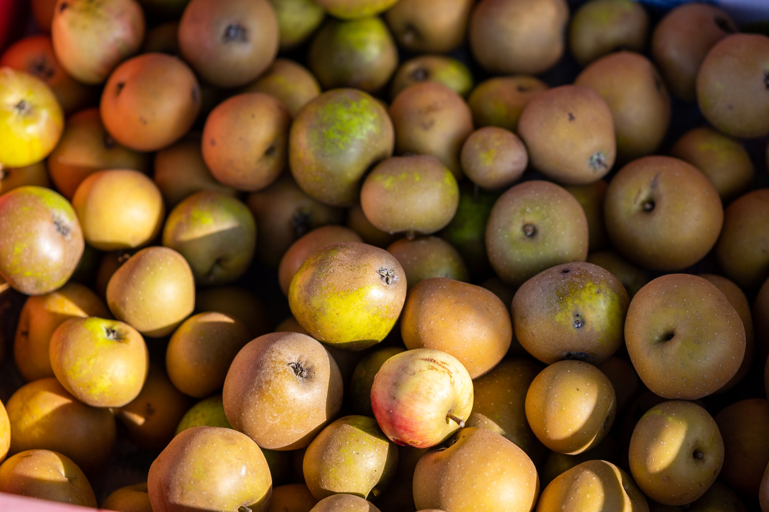 Good Food Cardiff Autumn Festival 2022 - Festival Programme | Food Cardiff